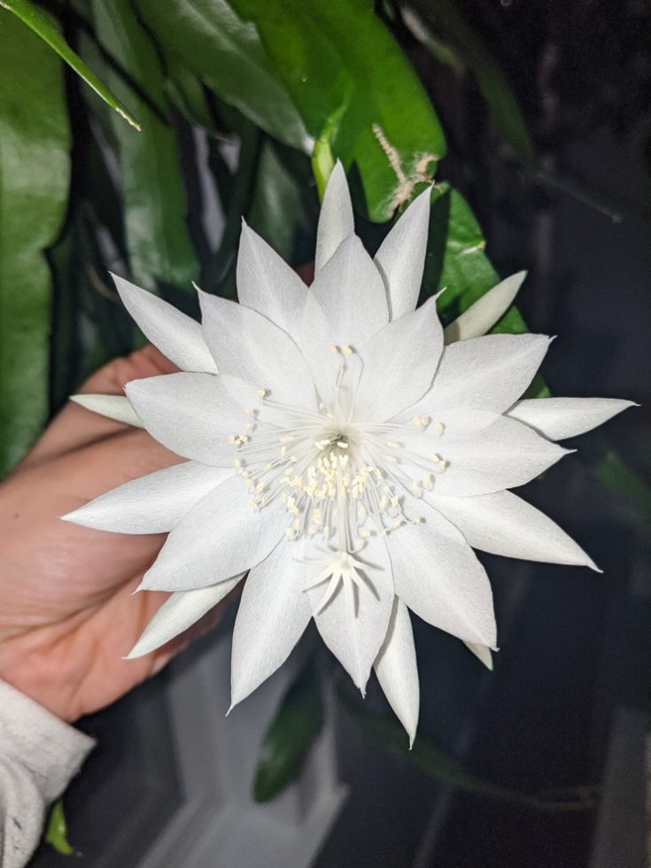 The must-have Peruvian Apple Cactus and how to care for it!