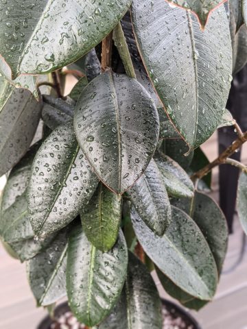 How to care for the glossy, gorgeous rubber plant, aka ficus elastica