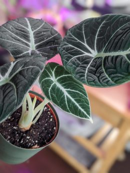 Alocasia Black Velvet: How to care for this stunning nearly black plant!