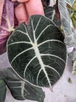 Alocasia Black Velvet: How to care for this stunning nearly black plant!