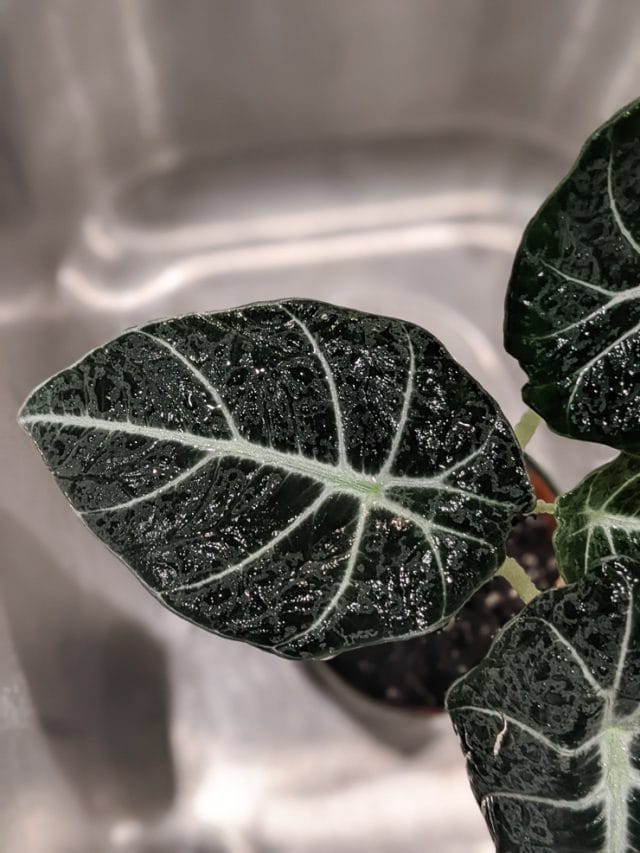 Alocasia Black Velvet: How to care for this stunning nearly black plant!