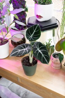 Alocasia Black Velvet: How to care for this stunning nearly black plant!