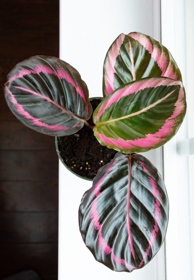 How to keep the pretty but mildly dramatic calathea Dottie happy