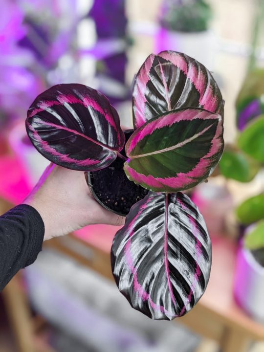 All about calathea plants & caring for different common varieties!