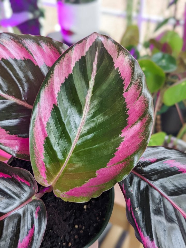 How to keep the pretty but mildly dramatic calathea Dottie happy