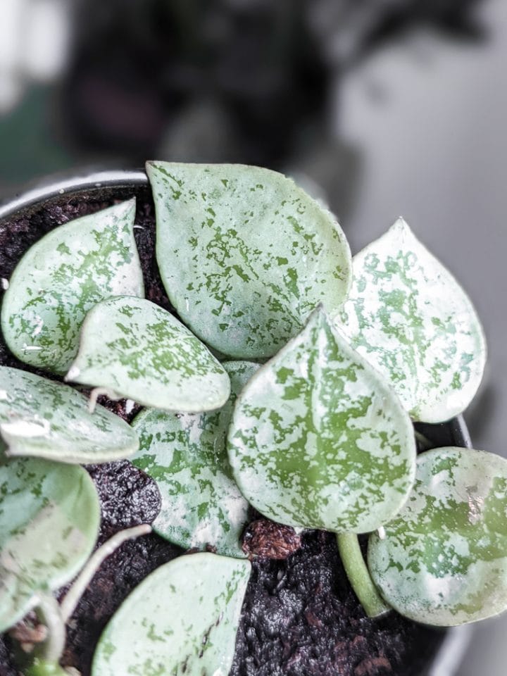 Hoya krohniana silver care, plus how to root and propagate cuttings!