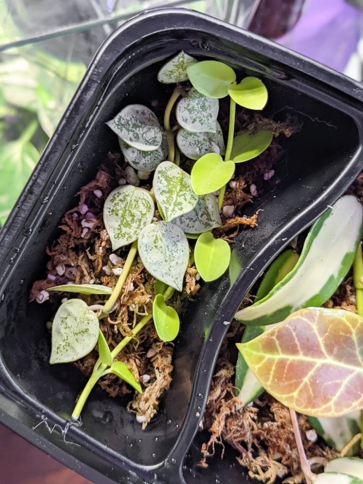 Hoya krohniana silver care, plus how to root and propagate cuttings!