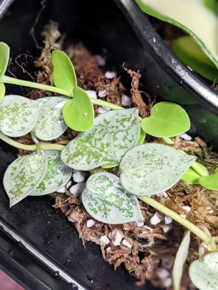 Hoya krohniana silver care, plus how to root and propagate cuttings!