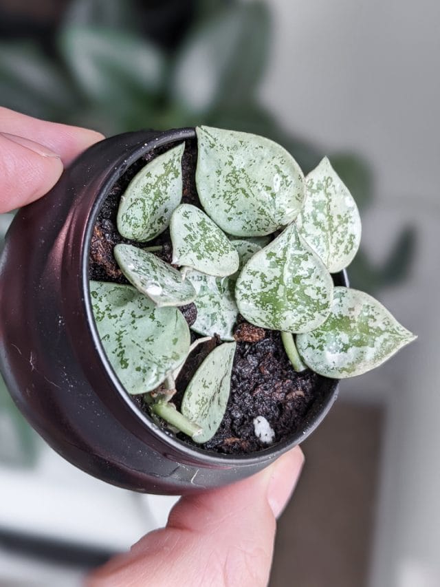 Hoya krohniana silver care, plus how to root and propagate cuttings!