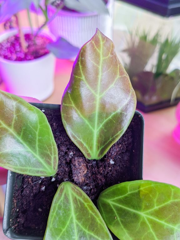 Hoya Obscura & my experience rooting and caring for this rare Hoya!