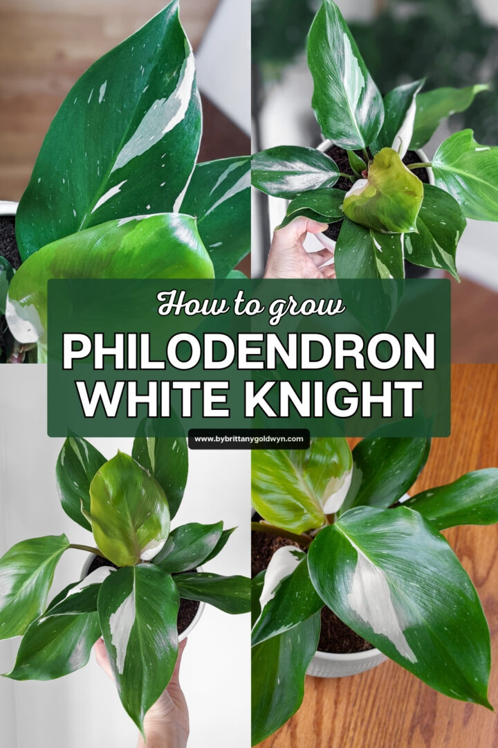 How to care for the lovely philodendron white knight