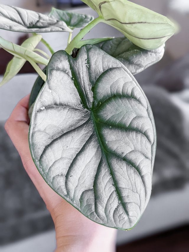 Learn all about the gorgeous Alocasia Silver Dragon here!