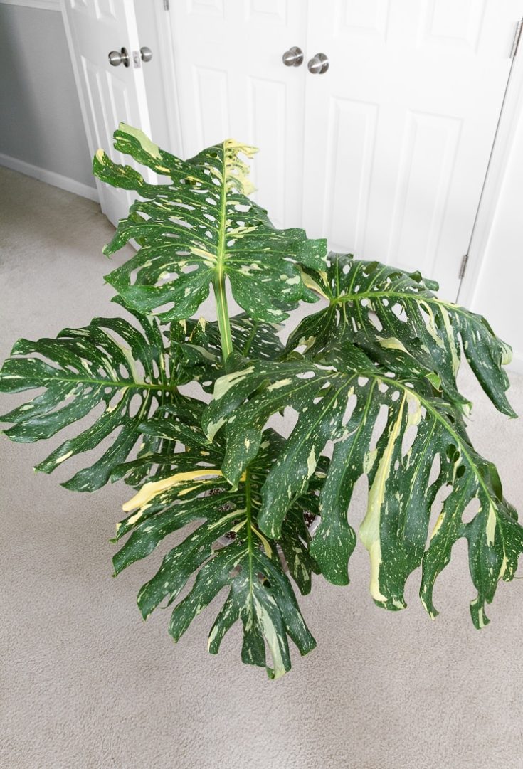 How to care for the stunning Thai Constellation Monstera!