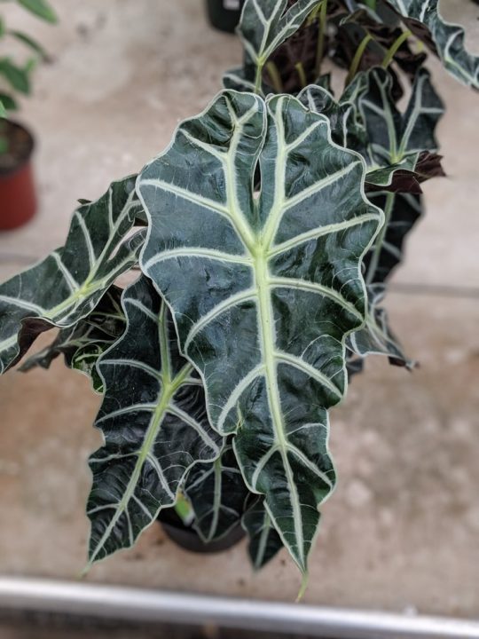 Want your Alocasia Polly to thrive? Let's talk care tips!