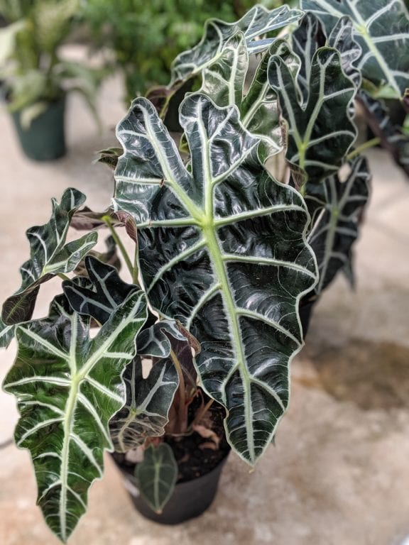 Want your Alocasia Polly to thrive? Let's talk care tips!