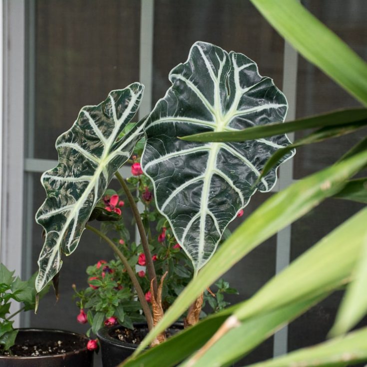 Want your Alocasia Polly to thrive? Let's talk care tips!