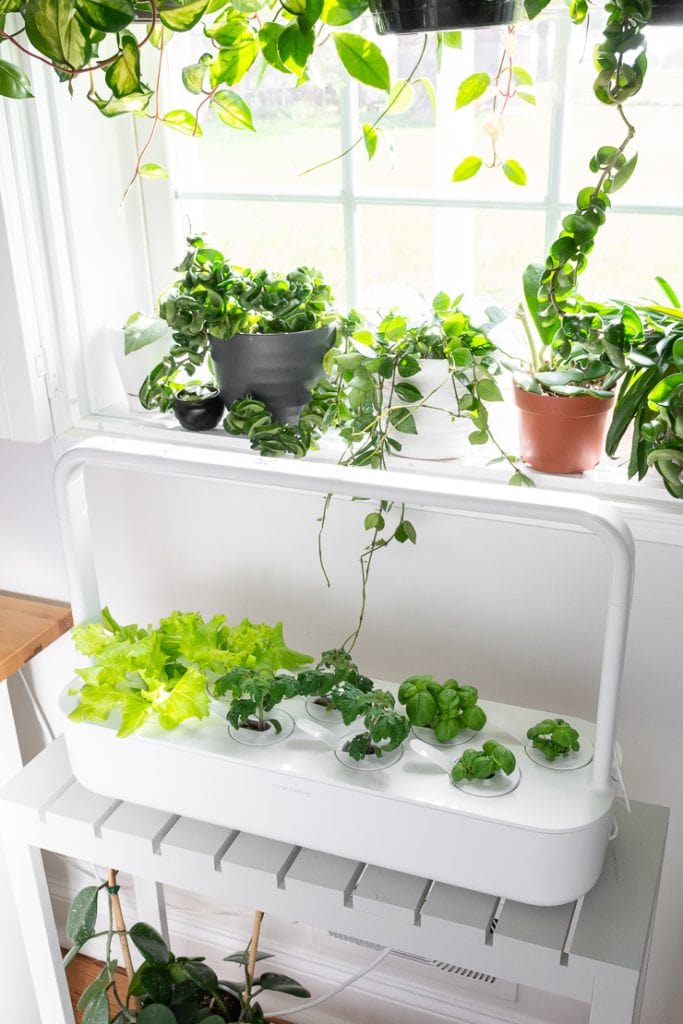 Is a Click & Grow garden worth it? Here is my review…