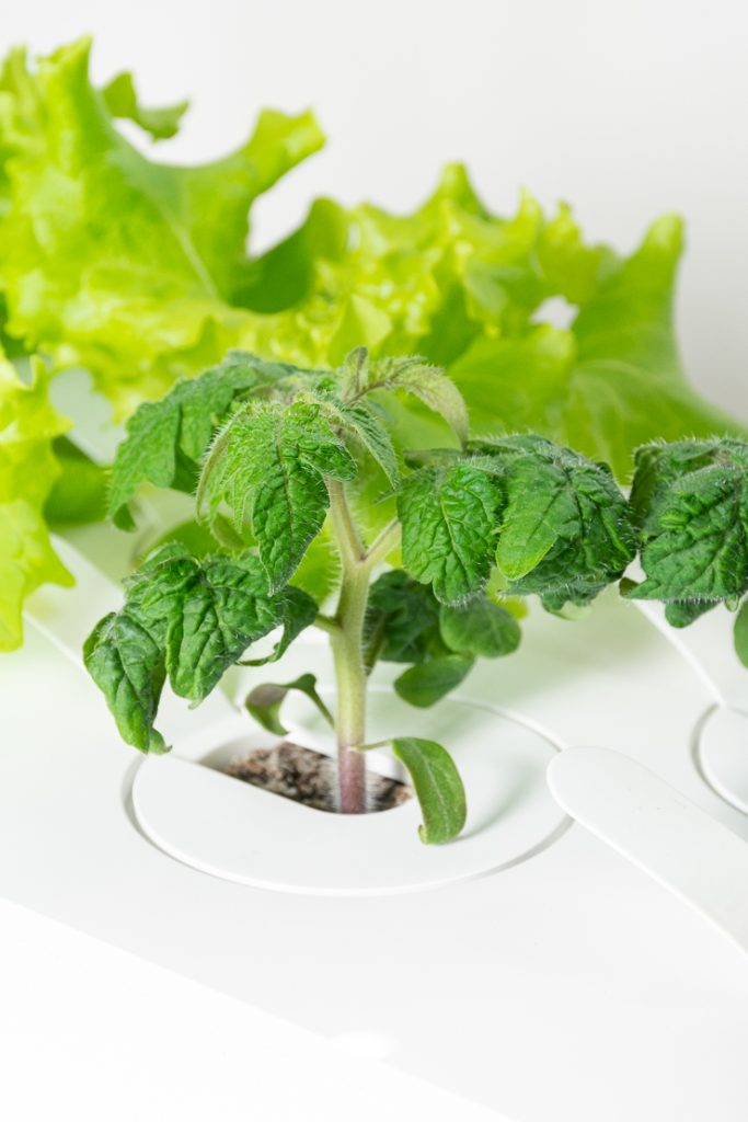 Is a Click & Grow garden worth it? Here is my review…