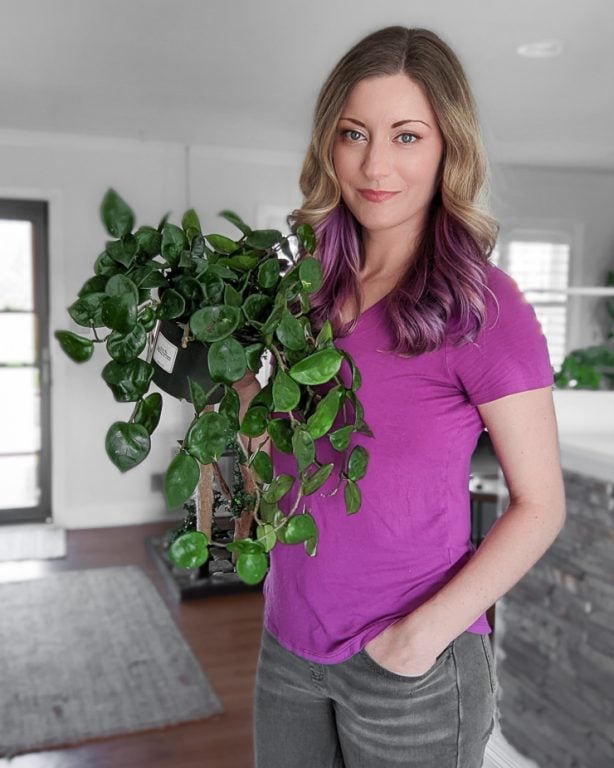 How to care for the gorgeous Hoya Carnosa Chelsea!