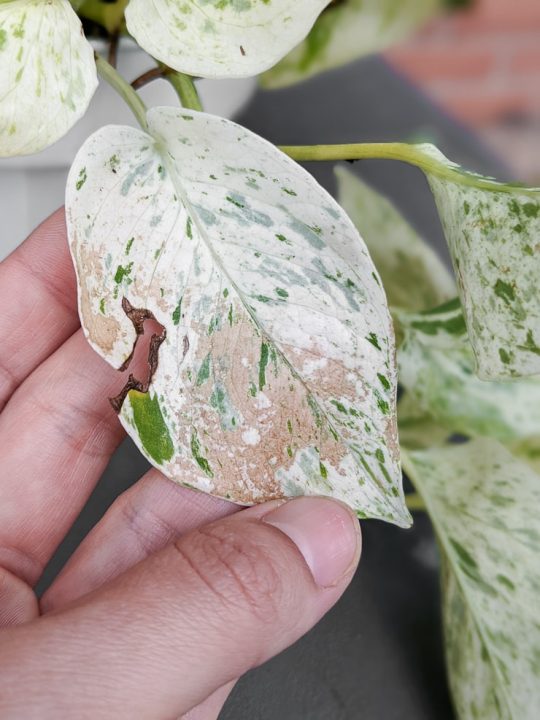 Snow queen pothos & caring for this stunning variegated plant!