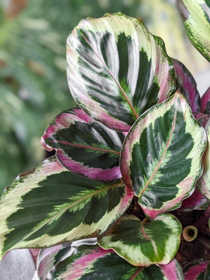Calathea Medallion Care - Houseplants & Projects