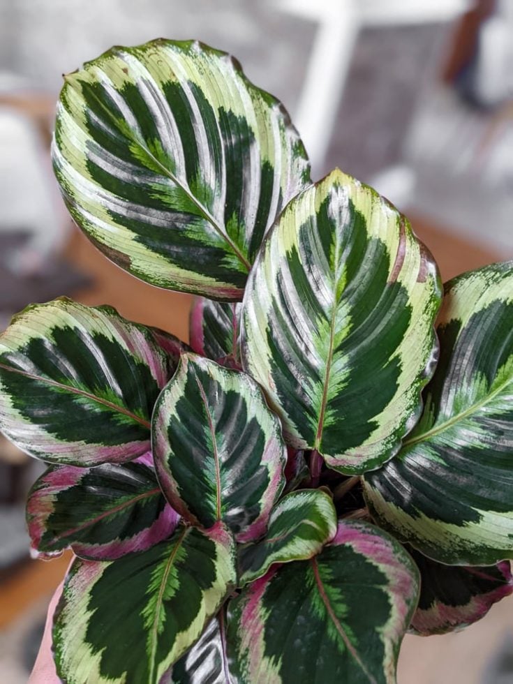 Calathea Medallion Care - By Brittany Goldwyn | Plants & Projects