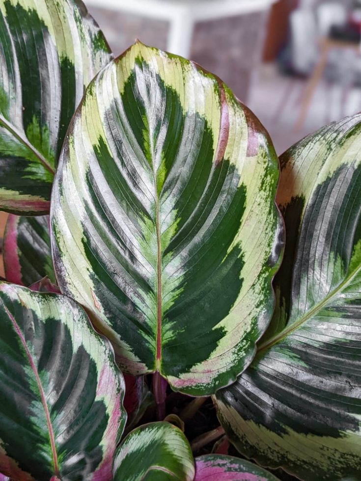 Calathea Medallion Care - Houseplants & Projects