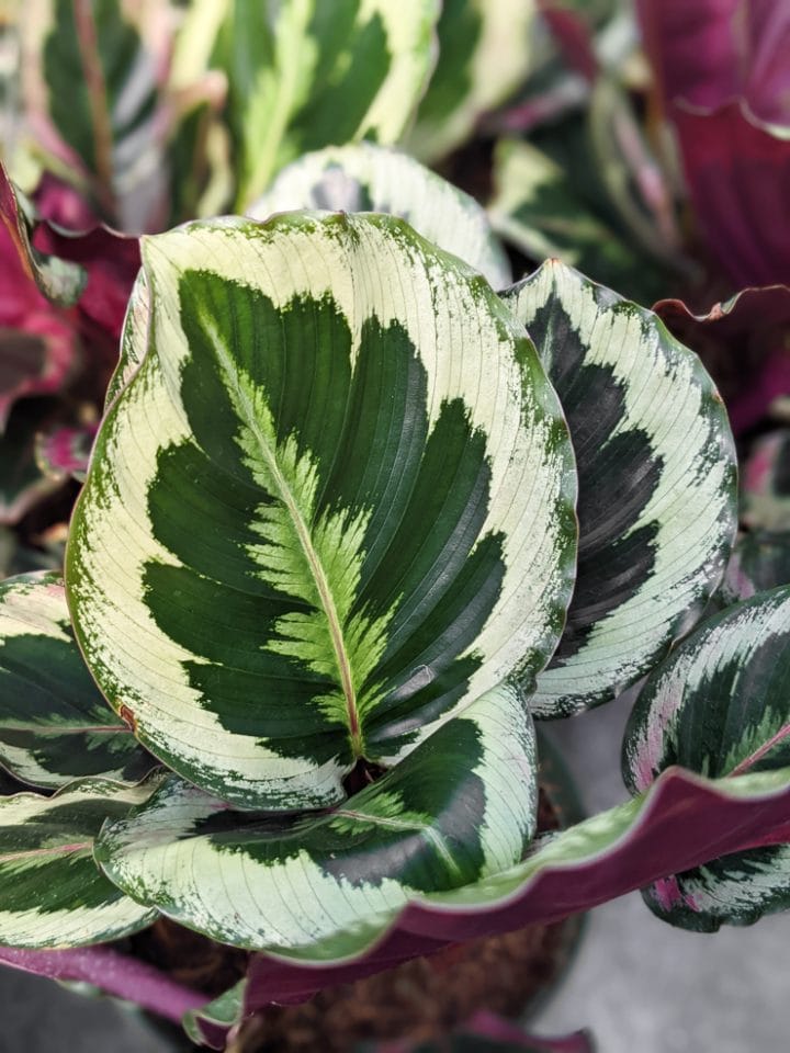 Calathea Medallion Care - Houseplants & Projects