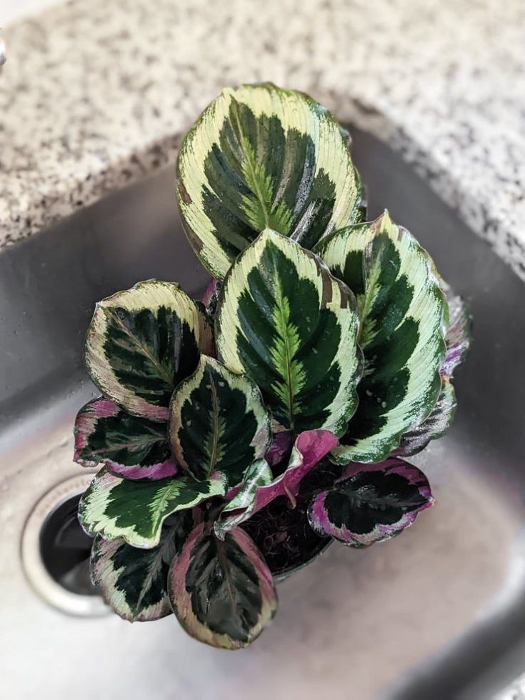 Calathea Medallion Care - Houseplants & Projects