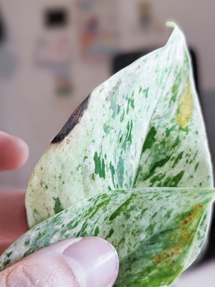 Snow queen pothos & caring for this stunning variegated plant!