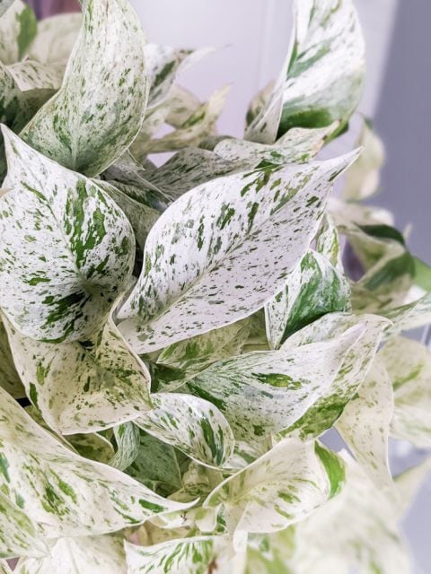 Snow queen pothos & caring for this stunning variegated plant!