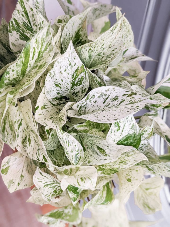 Snow queen pothos & caring for this stunning variegated plant!