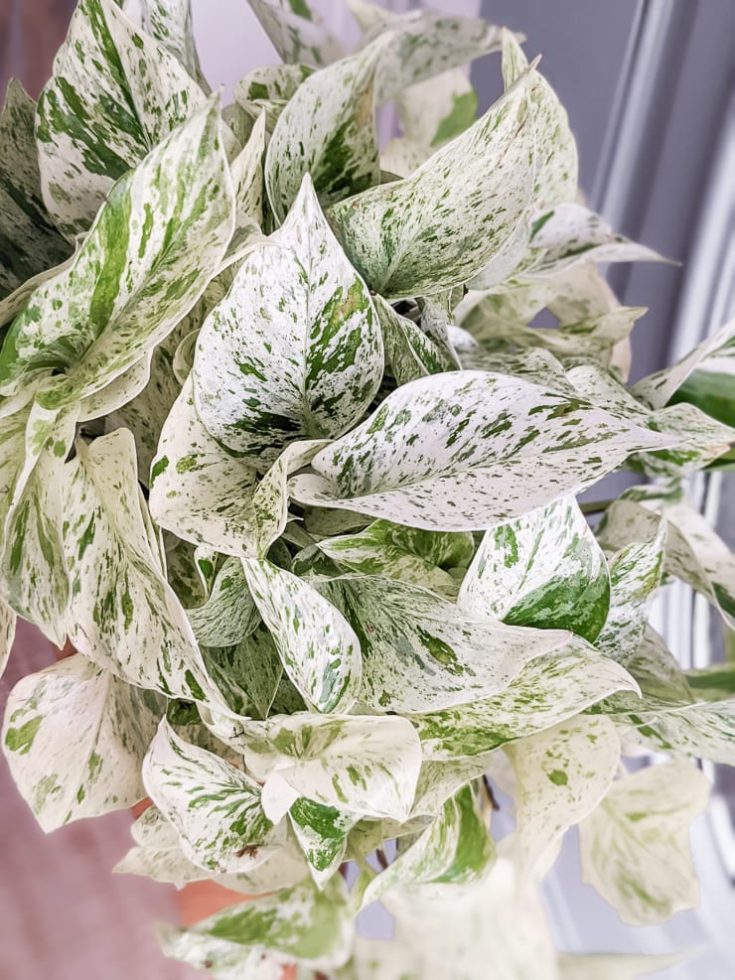 Snow queen pothos & caring for this stunning variegated plant!