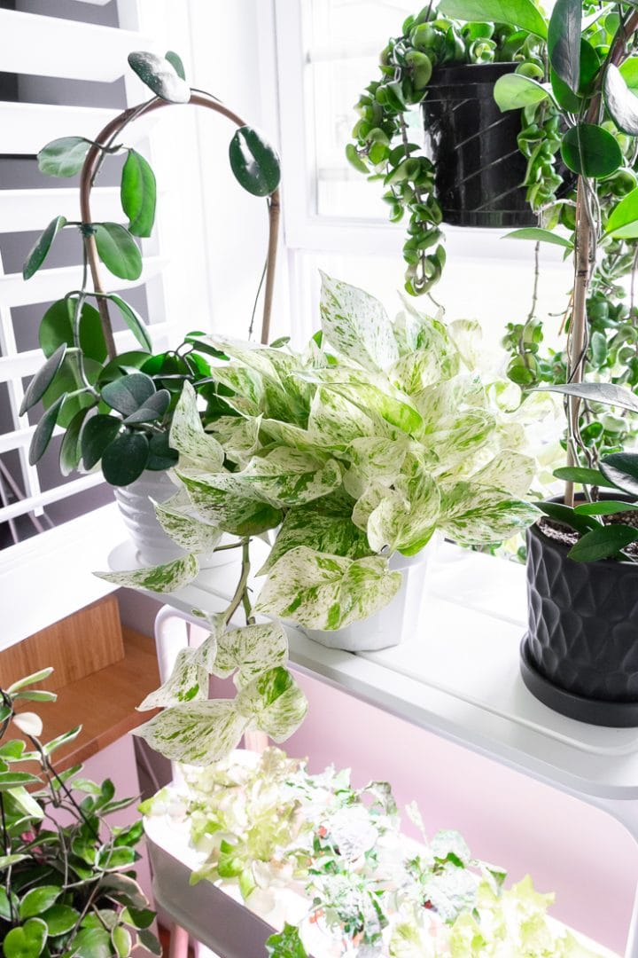 Snow queen pothos & caring for this stunning variegated plant!