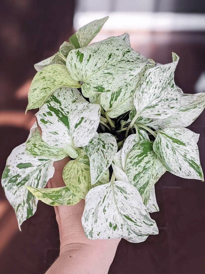 Snow queen pothos & caring for this stunning variegated plant!