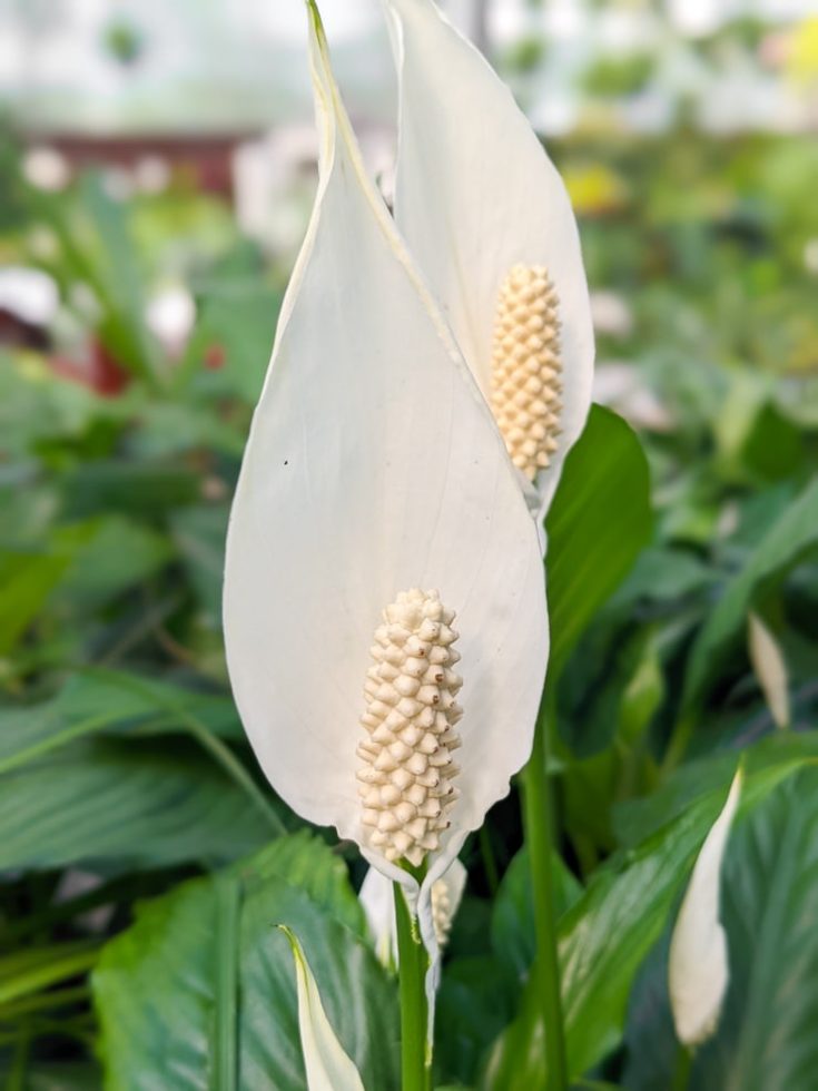 Wondering how to care for a variegated peace lily? Look no further!