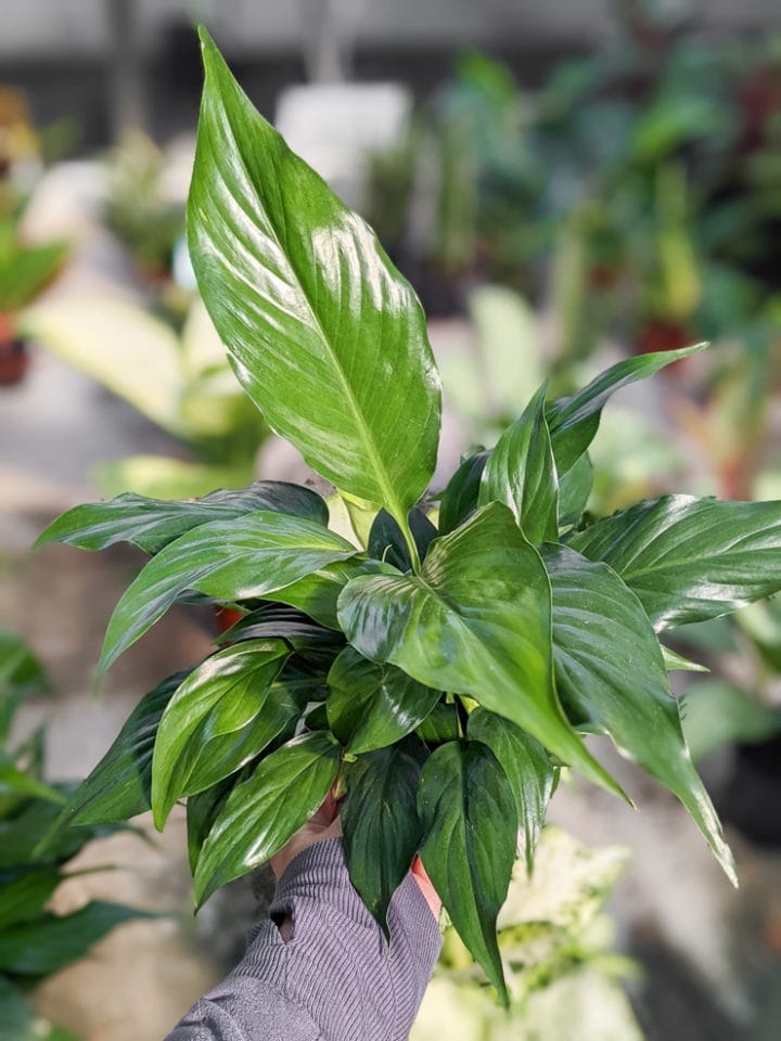 Wondering how to care for a variegated peace lily? Look no further!