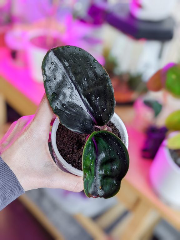 Geogenanthus Ciliatus, aka the Geo Plant—a nearly black houseplant!