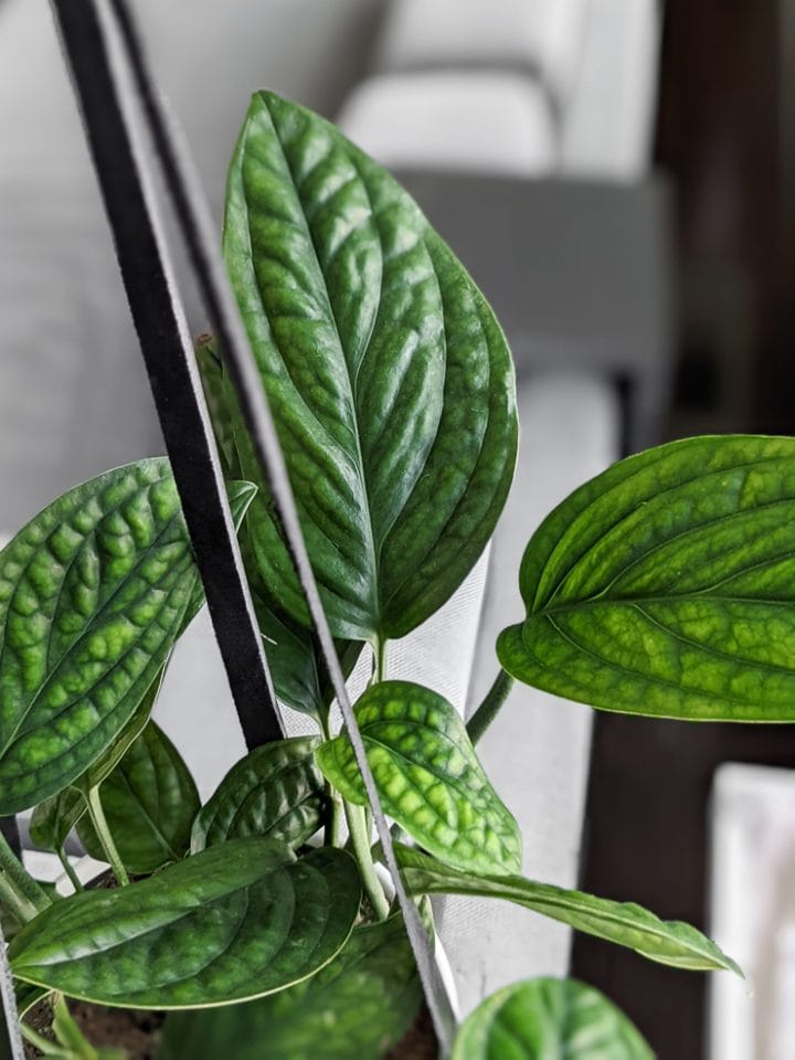 Learn about the monstera pinnatipartita with my care guide!