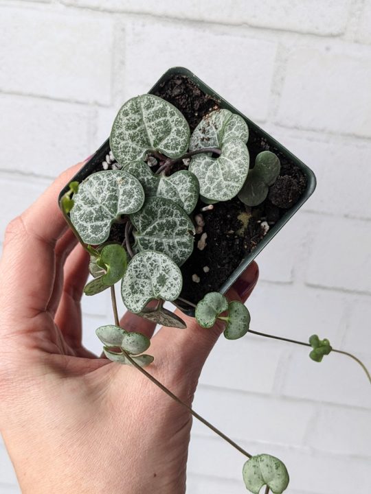 How to grow the dainty, delicate string of hearts plant