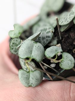 How to grow the dainty, delicate string of hearts plant
