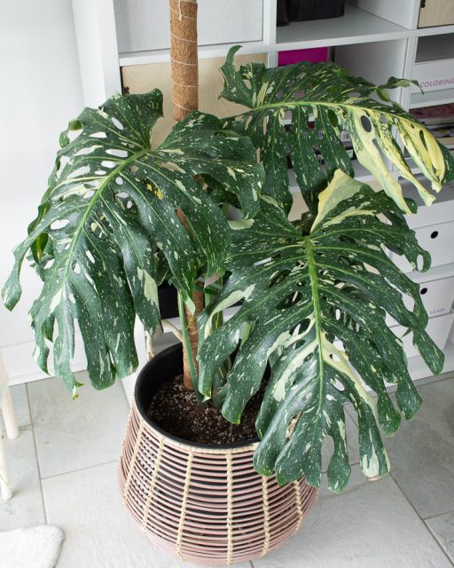 How to care for the stunning Thai Constellation Monstera!