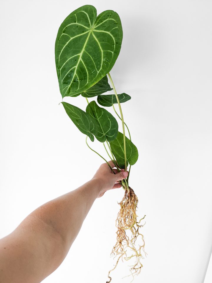 Learn how to care for the magnificent tropical anthurium magnificum!
