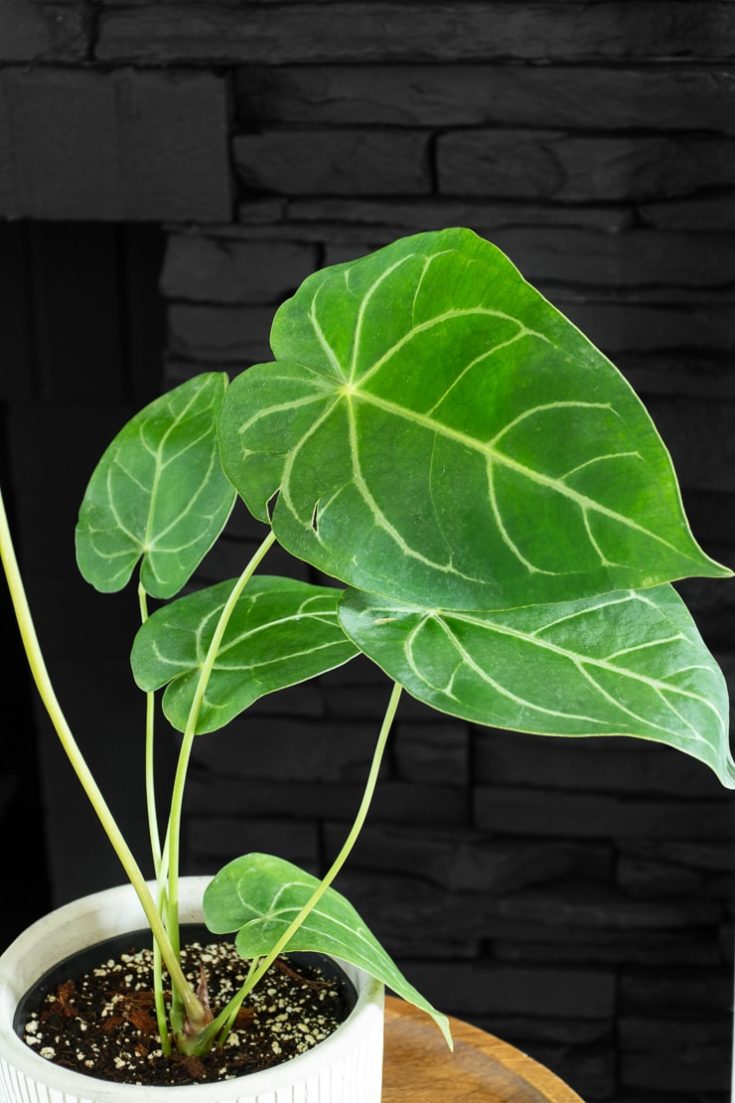 Learn how to care for the magnificent tropical anthurium magnificum!