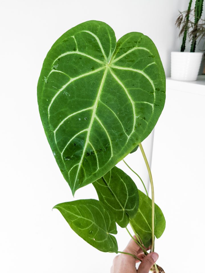 Learn how to care for the magnificent tropical anthurium magnificum!