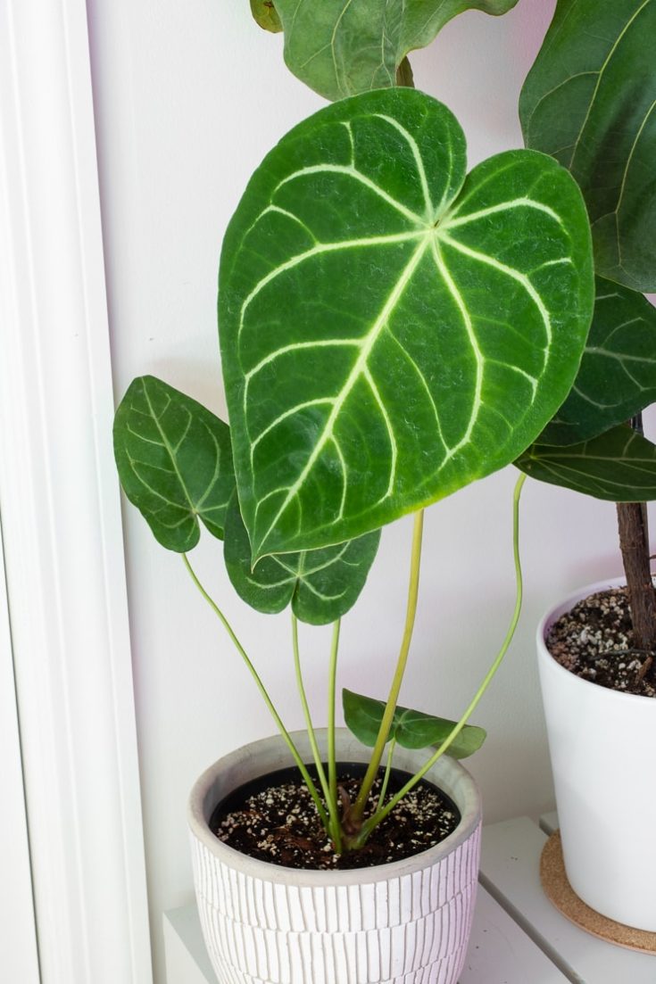 Learn how to care for the magnificent tropical anthurium magnificum!