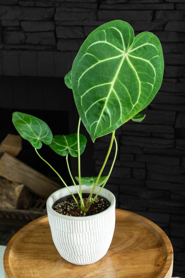 Learn how to care for the magnificent tropical anthurium magnificum!
