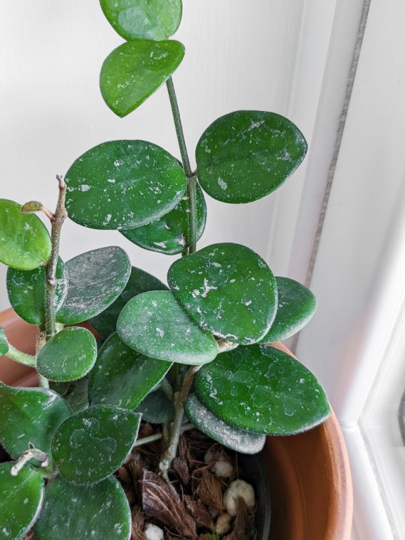 How do you care for the pretty little hoya mathilde?