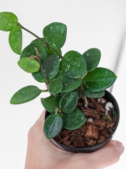 How do you care for the pretty little hoya mathilde?