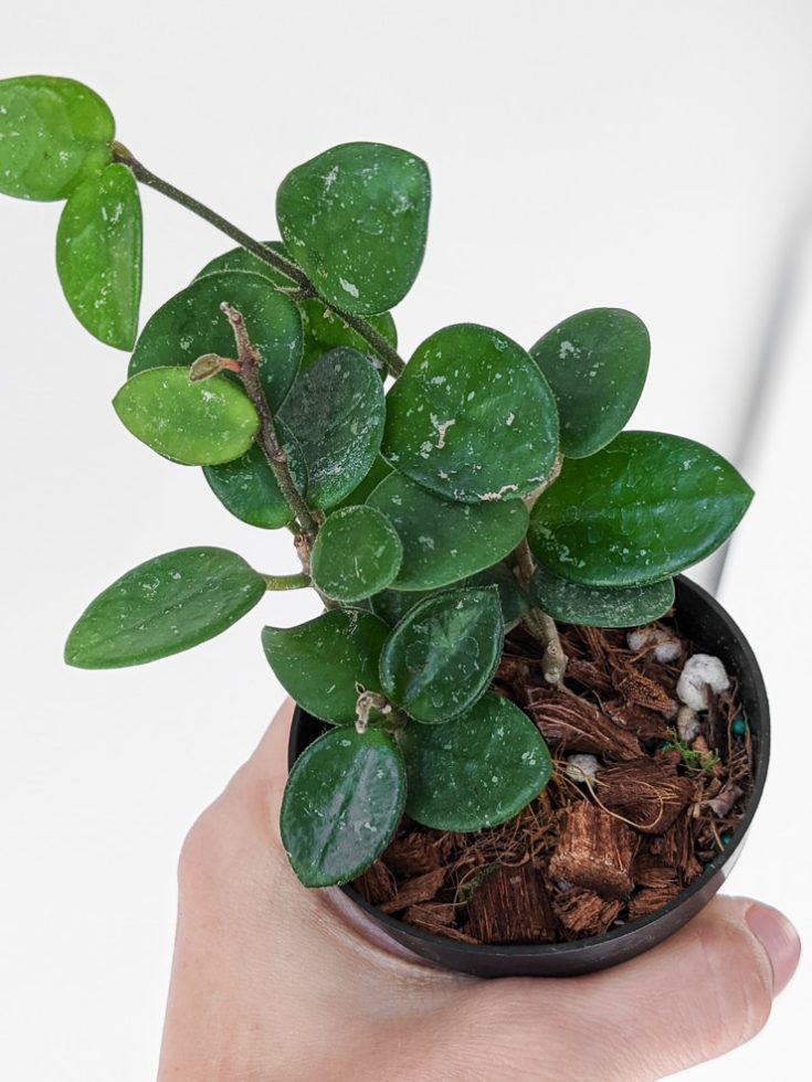How do you care for the pretty little hoya mathilde?